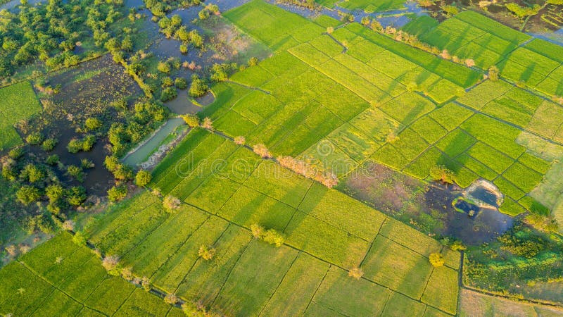Top View of Rice Field in Myanmar Stock Image - Image of field ...