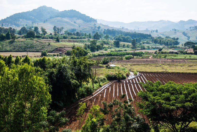 Top view of rice field stock image. Image of grow, plantation - 278772619