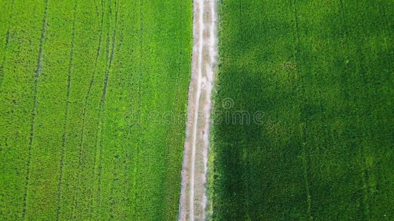 Top View of Rice Fields with a Line between Dark Green Rice Fields and ...