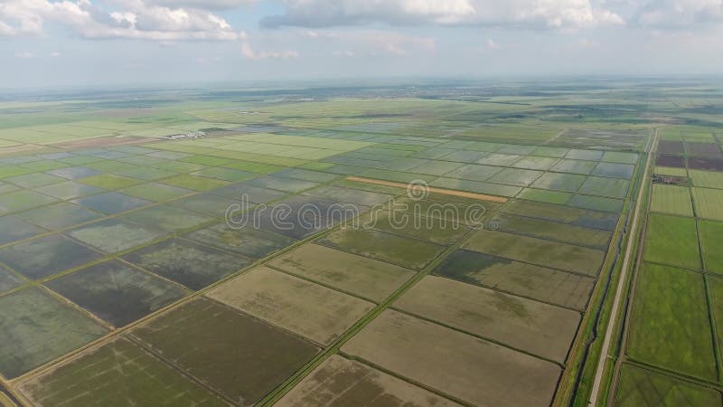 Top View of Rice Fields in Spring. System of Rice Fields is Filled with ...