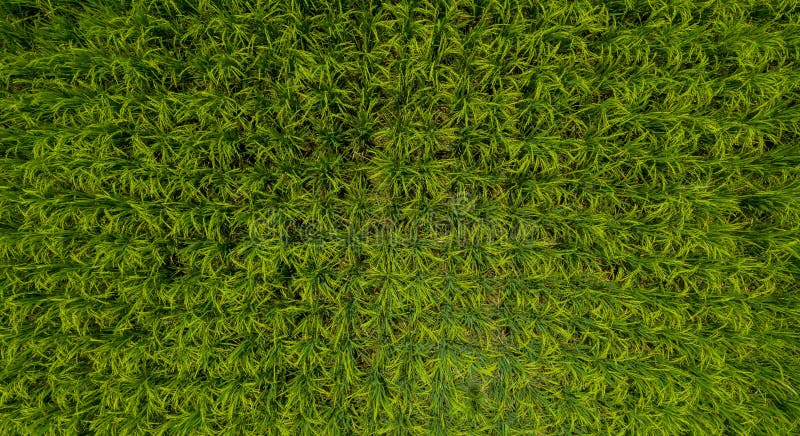 Top View Rice Fields Textures Stock Image - Image of high, asia: 134637141