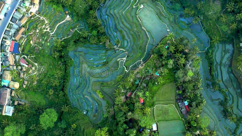 View of Rice Fields in a Tropical Forest of Asia Stock Photo - Image of ...