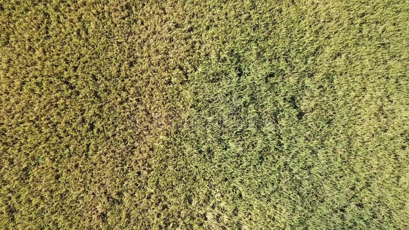 View of Rice Fields from Below Towards the Sky View of Rice Fields from ...