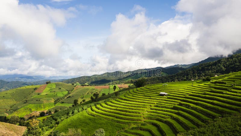 Top View of the Rice Paddy Fields Stock Image - Image of land, growth ...