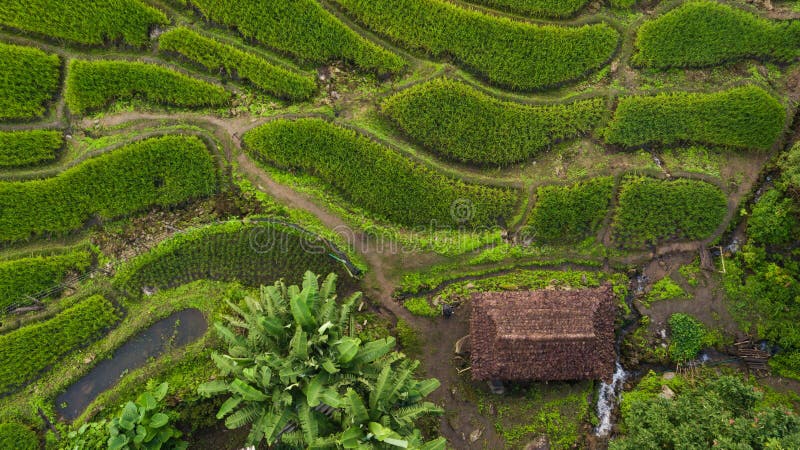 Top View of the Rice Paddy Fields Stock Photo - Image of amazing ...
