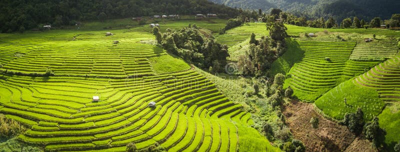 Top View of the Rice Paddy Fields Stock Image - Image of beautiful ...