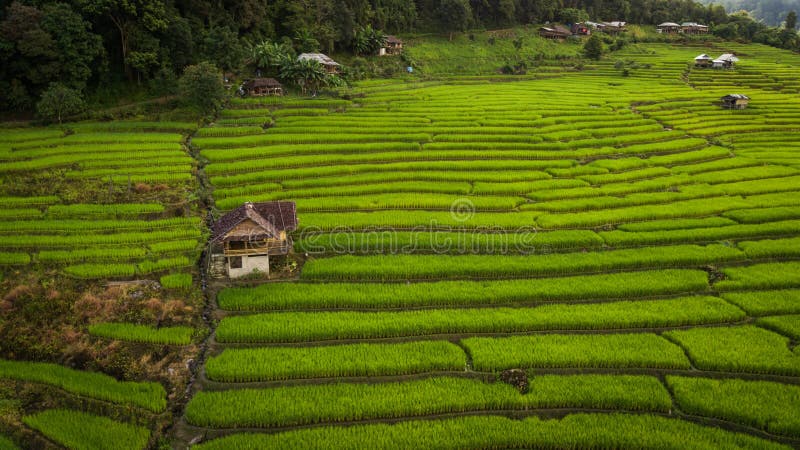 Top View of the Rice Paddy Fields Stock Photo - Image of farming ...