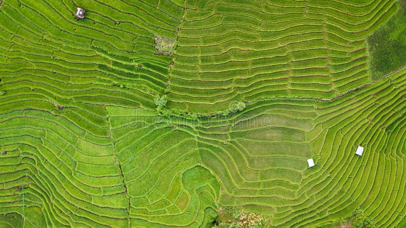 Top View of the Rice Paddy Fields Stock Photo - Image of amazing ...