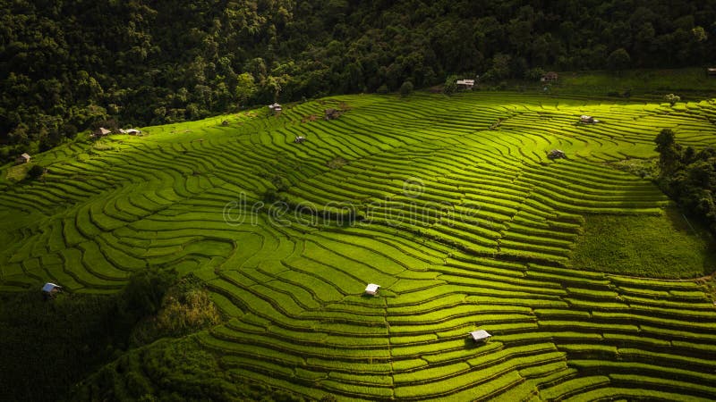 Top View Of The Rice Paddy Fields Stock Image - Image of aerial ...