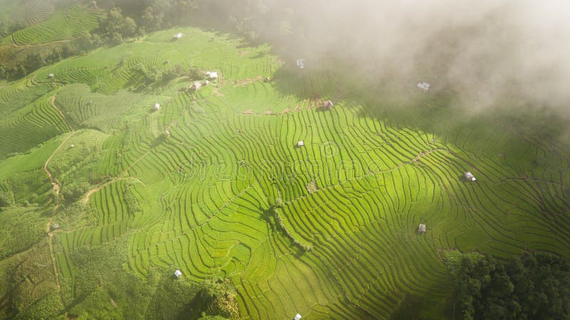 Top View of the Rice Paddy Fields Stock Photo - Image of farming, brush ...
