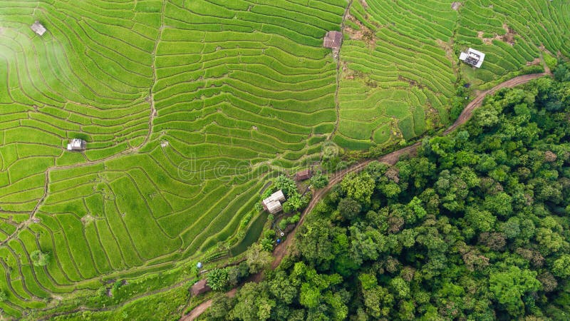 Top View of the Rice Paddy Fields Stock Image - Image of beauty ...