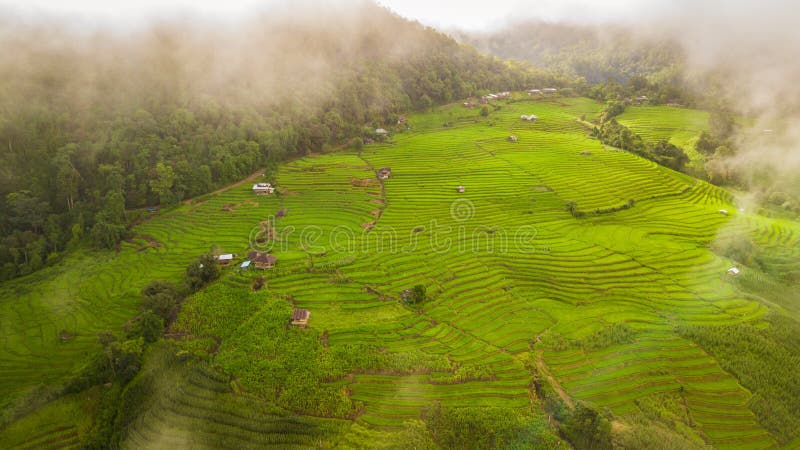 Top View of the Rice Paddy Fields Stock Photo - Image of malaysia ...