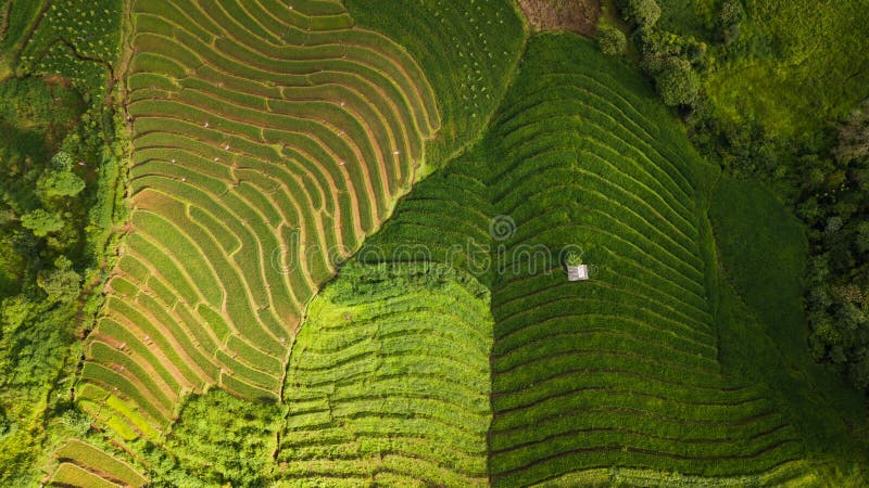 Top View of the Rice Paddy Fields Stock Photo - Image of farmland ...