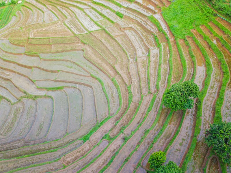 Top view of Rice terrace stock photo. Image of field - 96733684