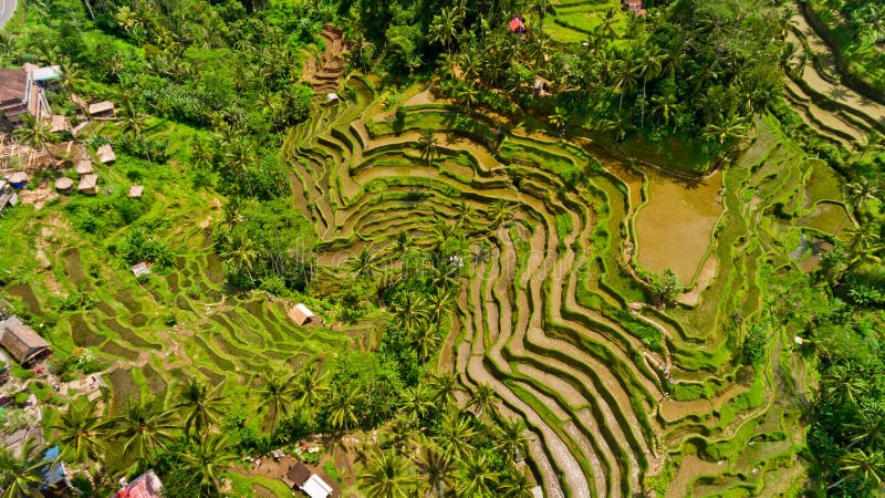 Top view of Rice Terrace. stock image. Image of rice - 178432407