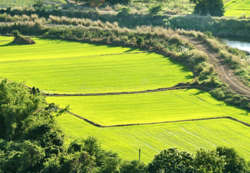 Top View of Rices Paddy Field in Thailand Stock Photo - Image of house ...