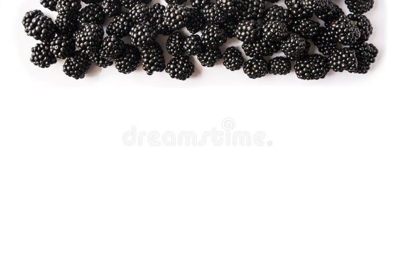 Bramble Border Stock Photos - Free & Royalty-Free Stock Photos from ...