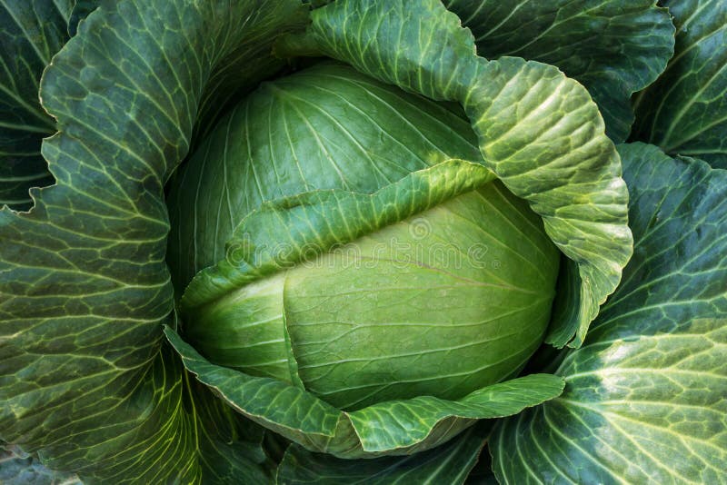 Top View of Ripe Cabbage Growing in Garden Stock Image - Image of rural ...