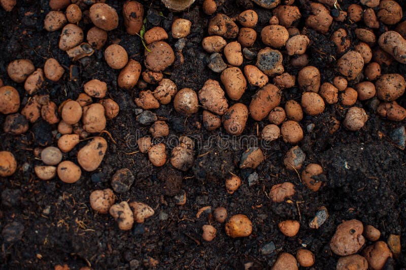 Top View of Ripe Potatoes on a Wet Ground after the Rain Stock Image ...