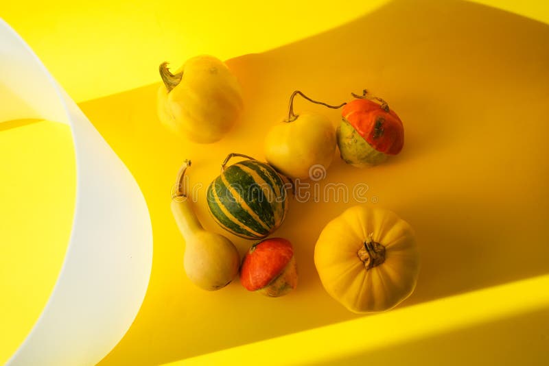 Top View of Ripe Pumpkins and Squashes Under the Lights on a Yellow ...