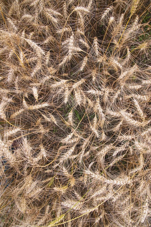 Top View of Ripe Wheat Grain Spike in the Field Stock Image - Image of ...