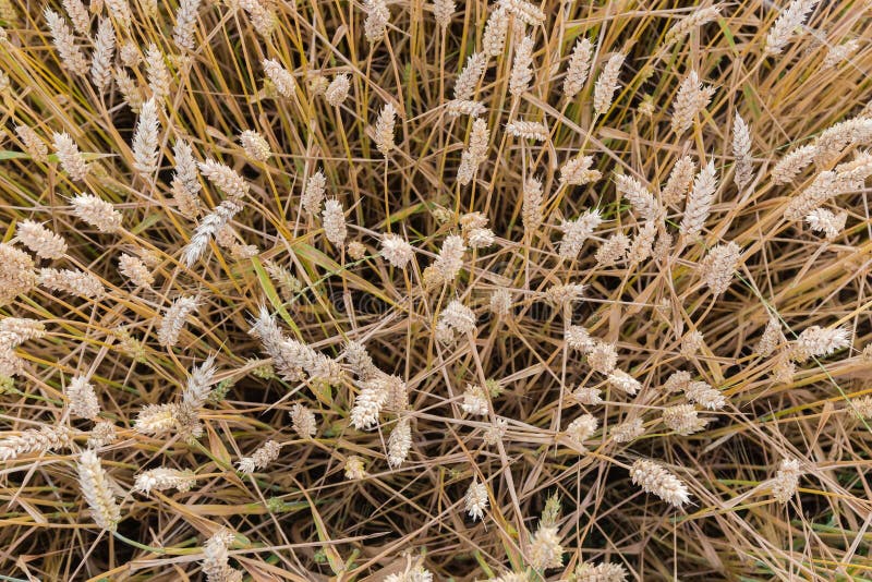 Top View of Ripening Wheat on a Field, Close-up Stock Photo - Image of ...