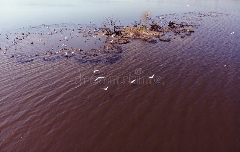 Top view of the river stock image. Image of farm, high - 145556993