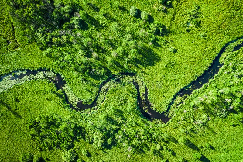 Top View of River and Green Swamps in Summer Stock Image - Image of ...