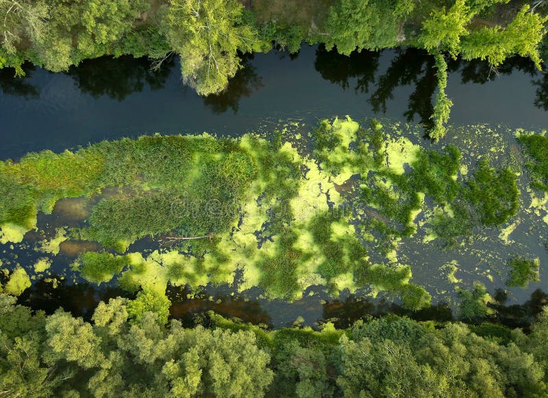 Top View of the River, Marshland and Trees on the Riverbanks Stock ...