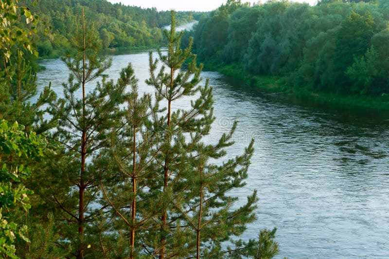 The River is Seen through the Spruce Trees, Top View of the River Stock ...