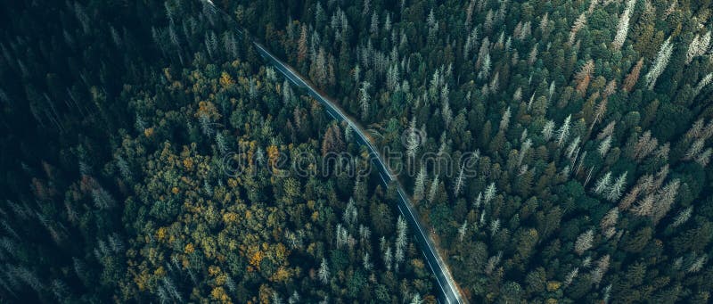 Top View of the Road through the Forest Stock Photo - Image of wood ...