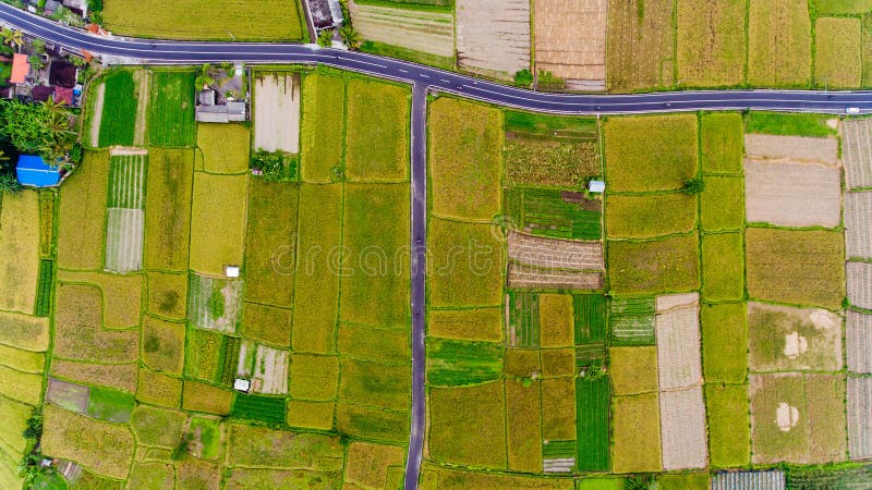 Top View of the Road Passing through the Rice Fields. Stock Image ...