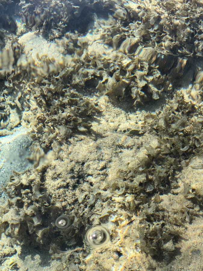 Sea Bottom Top View. Exotic Underwater Nature Stock Photo - Image of ...