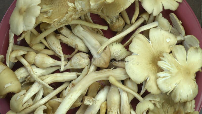 Top View Rotation of Natural Termite Mushroom in Red Plastic Tray ...