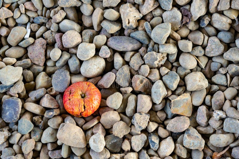 Top View of the Rotten Red Apple on the Rocks Stock Photo - Image of ...
