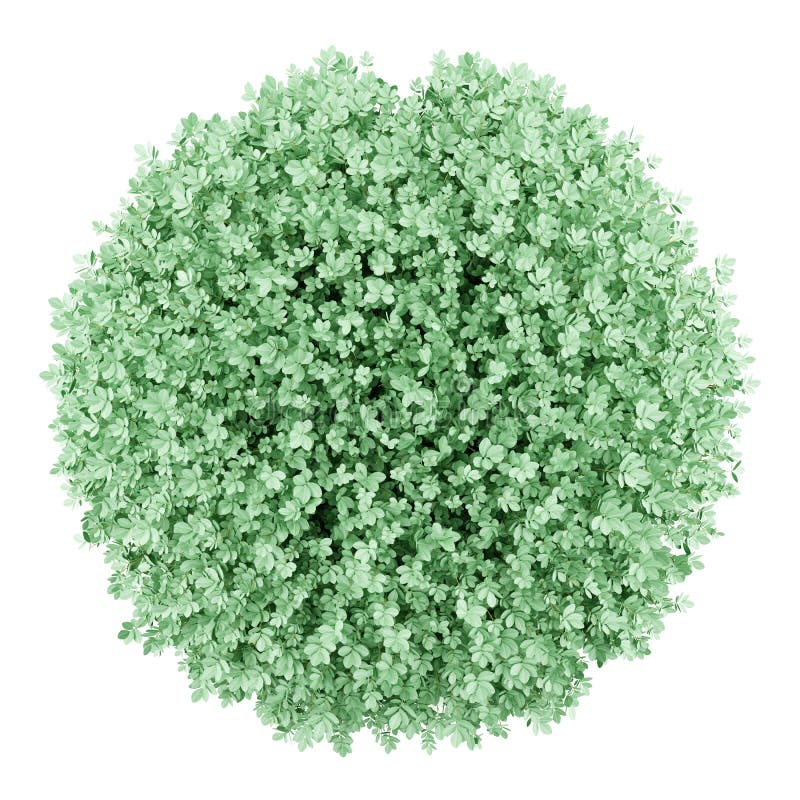 Top View of Round Boxwood Plant Isolated on White Stock Illustration ...