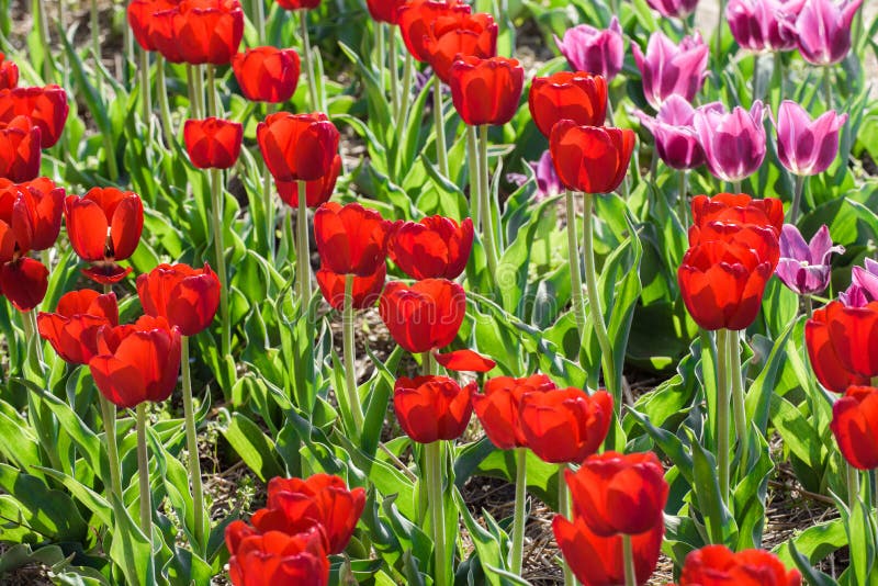 Top View of Rows of Red Tulips in a Field of Flower Crops Stock Image ...