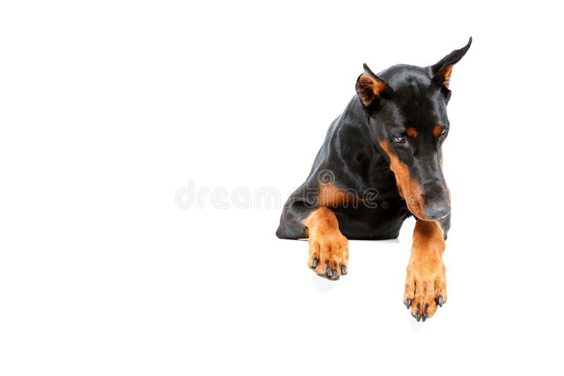 Top View of Sad Doberman Pinscher Stock Photo - Image of beautiful ...