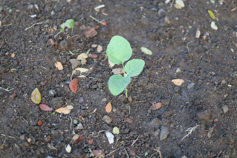 Top View, a Sapling of Organic Vegetables Growing from the Soil. Stock ...