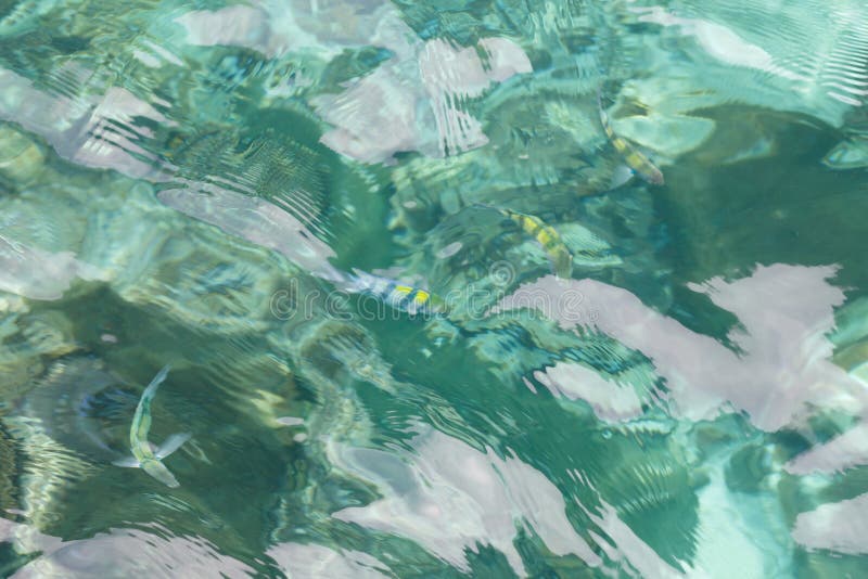 Top View of the Sea and Fish. Stock Photo - Image of tropical, thailand ...