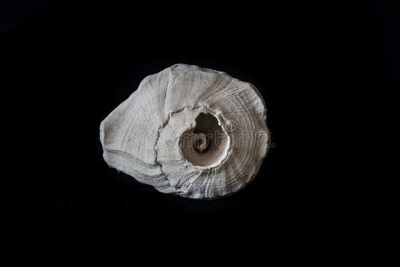 Top View of Sea Shell Isolated on a Black Background Stock Image ...