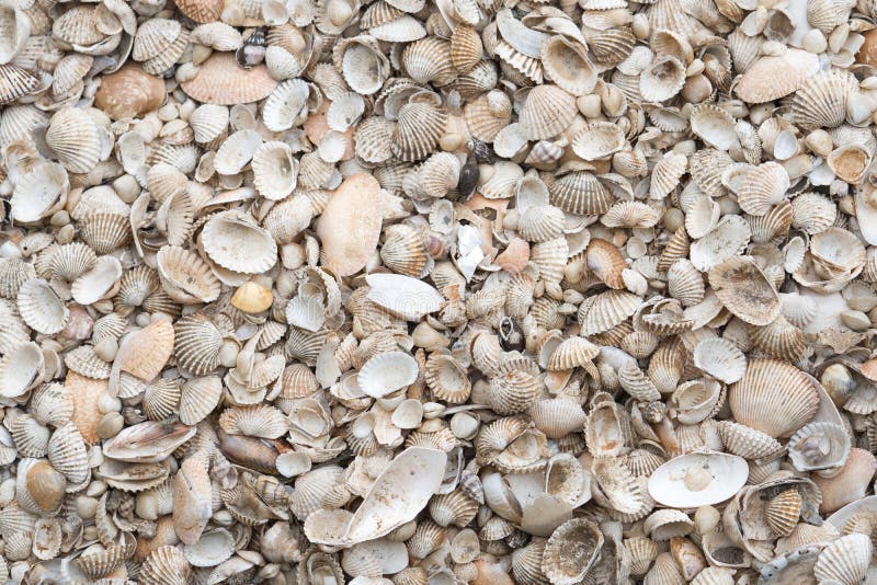 Top View of Sea Shells Background Stock Photo - Image of decorative ...