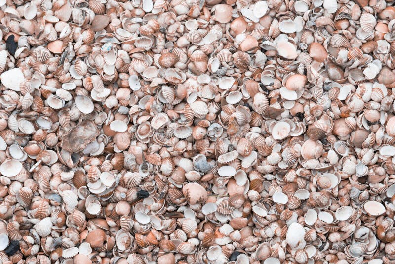 Top View of Sea Shells Background Stock Image - Image of beautiful ...