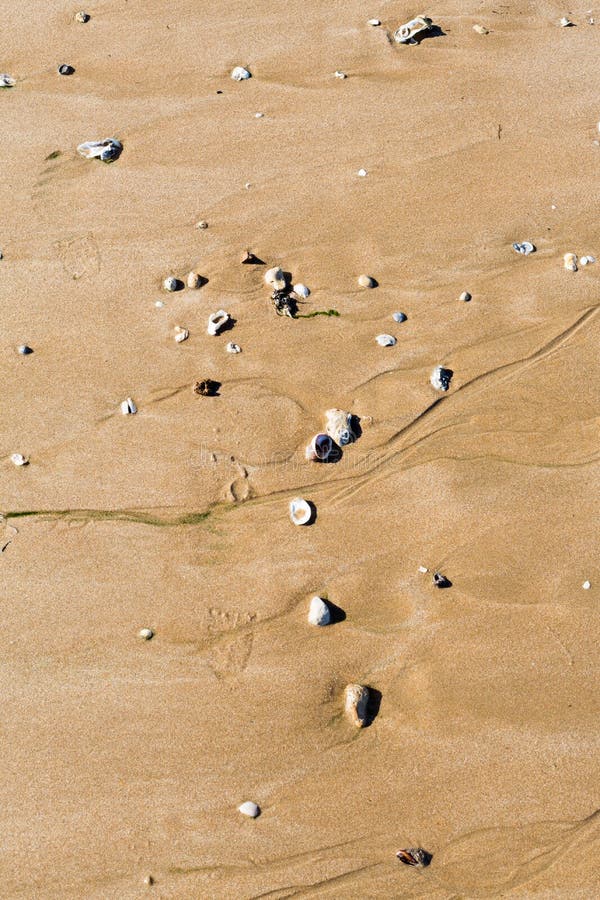 Sea Shells on Sand at the Beach Stock Photo - Image of seashore, space ...