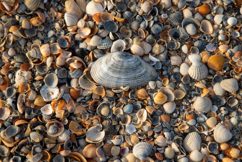 A Top View of a Seashell Carpet on the Shore Stock Image - Image of ...