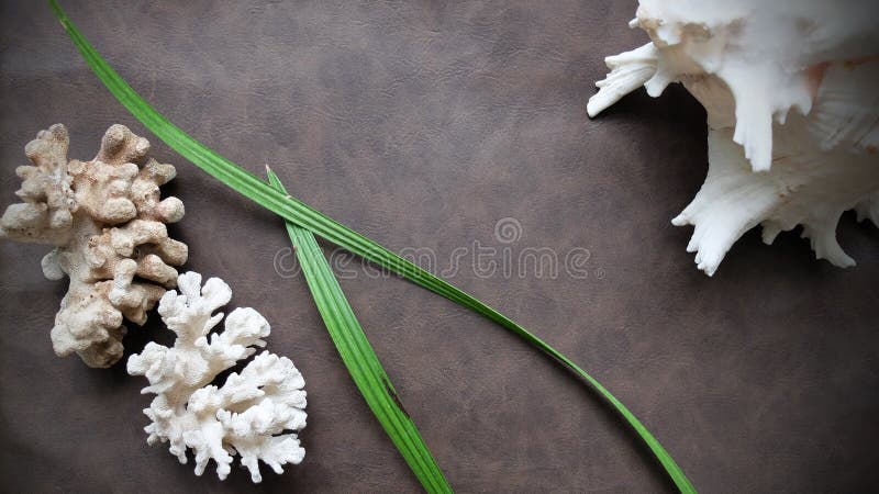 Top View Seashell, Conch Shell on Brown Background, Sea Elements ...