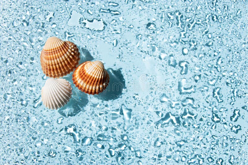 Seashells on Water Drops on Glass on Blue Background with Copy Space ...