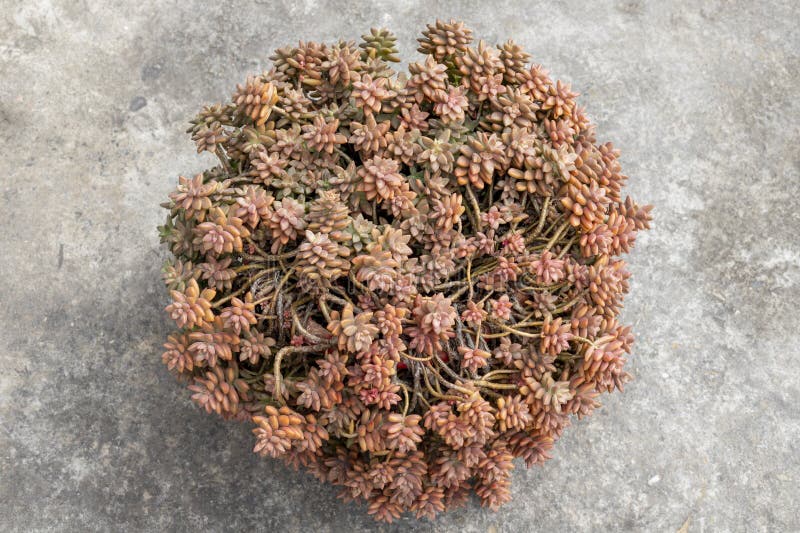 Top View of a Sedum Bush with Fresh Green Leaves Stock Photo - Image of ...