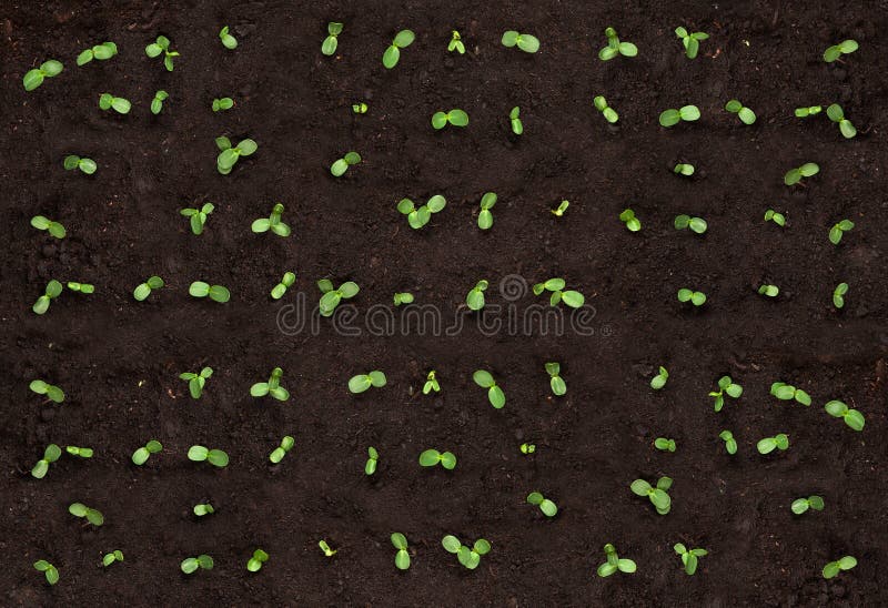 Top View of Seedlings in Soil Stock Image - Image of green, life: 54583997
