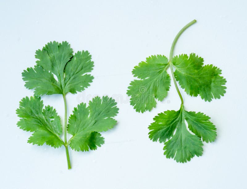 Top View Set of Fresh Green Coriander Leaves Isolated on White ...